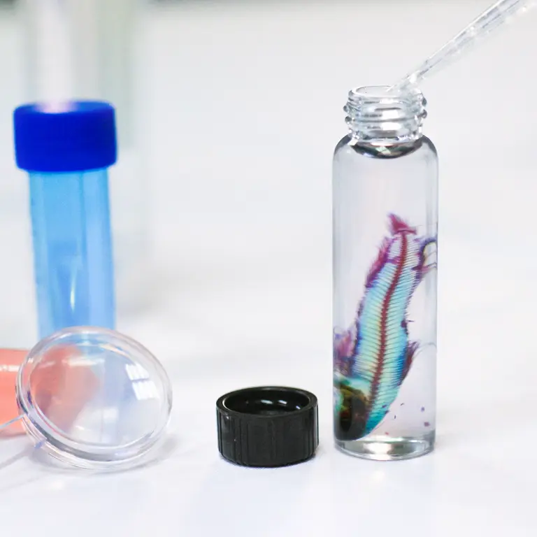 After School－透明魚標本製作套組｜賽先生科學工廠｜新光三越 skm online｜skm online 新光三越線上官方購物平台